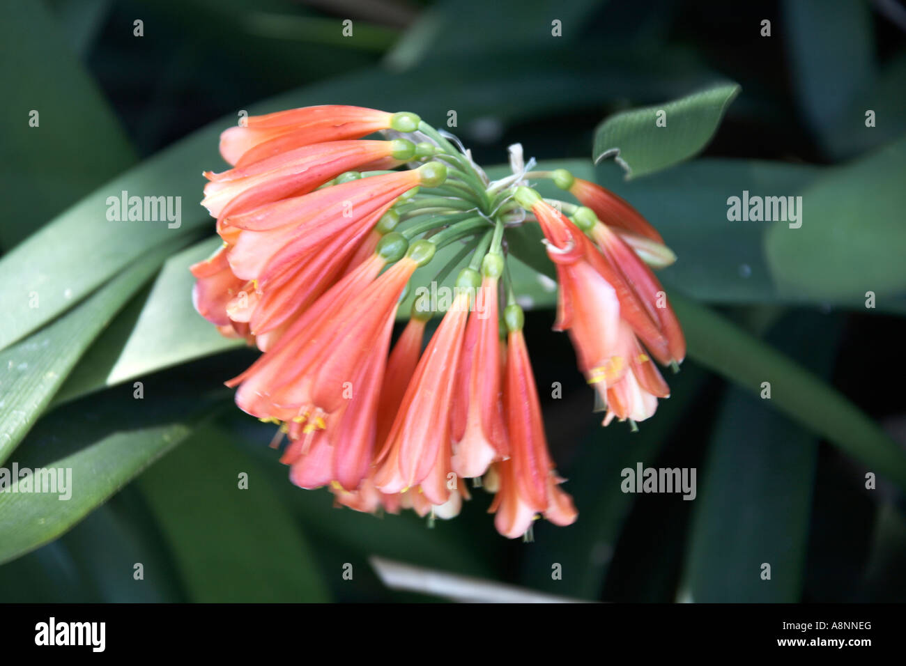 Clivea flower in Sydney New South Wales NSW Australia Stock Photo - Alamy
