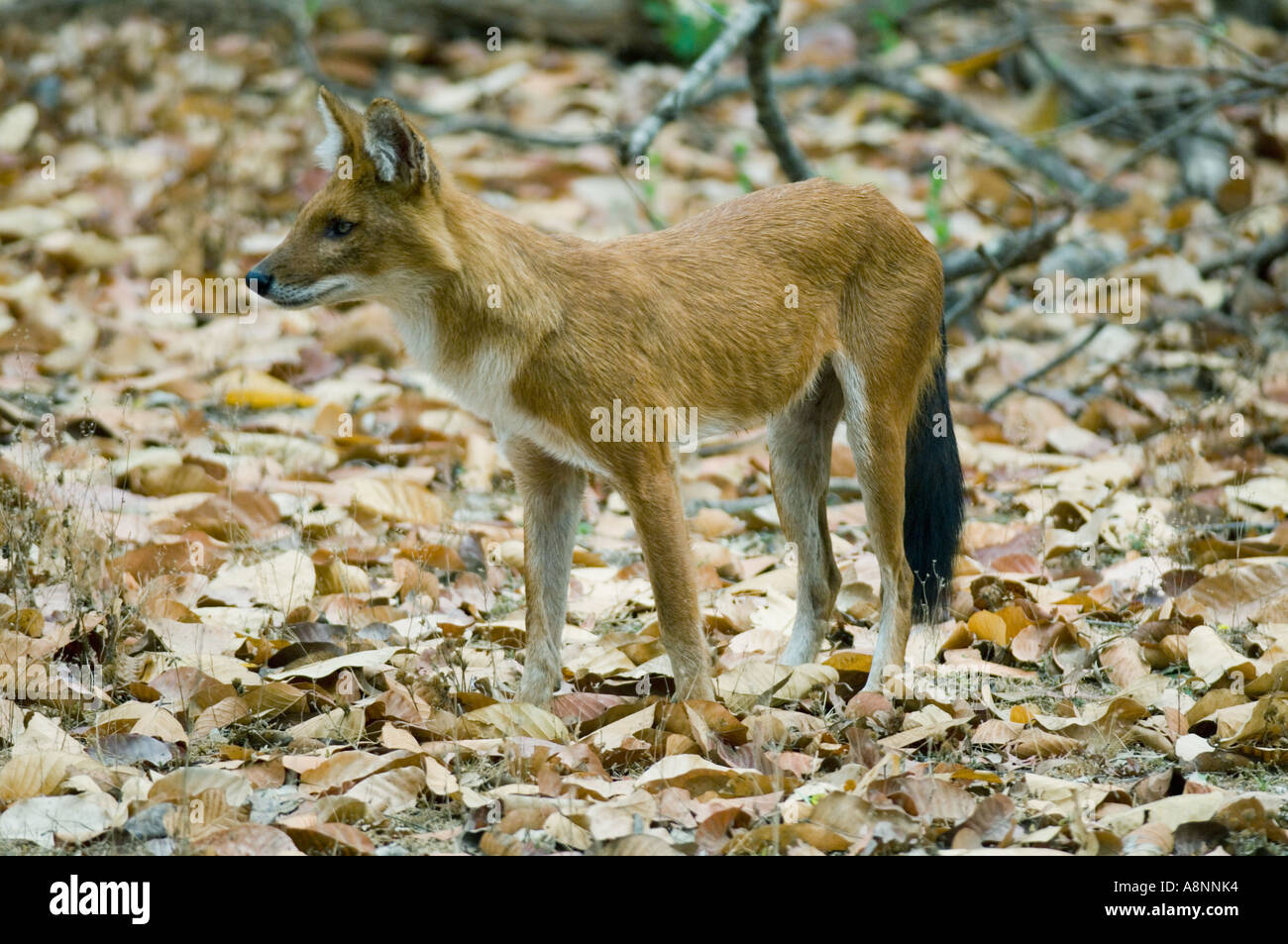 Asian Wild Dog or Dhole (Cuon alpinus) Kanha National Park INDIA Stock ...