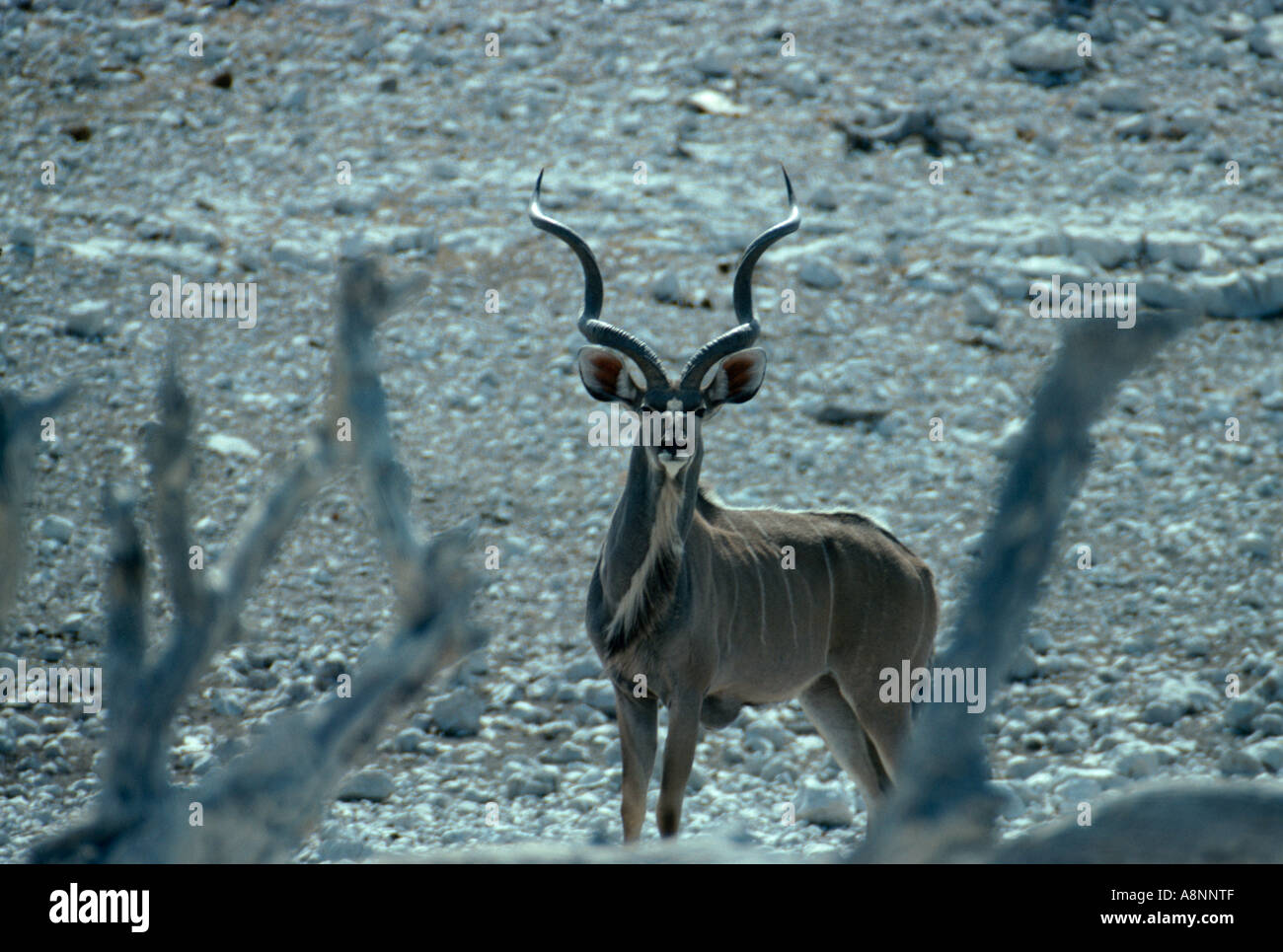 Greater Kudu in Etosha National Park, Namibia Stock Photo - Alamy