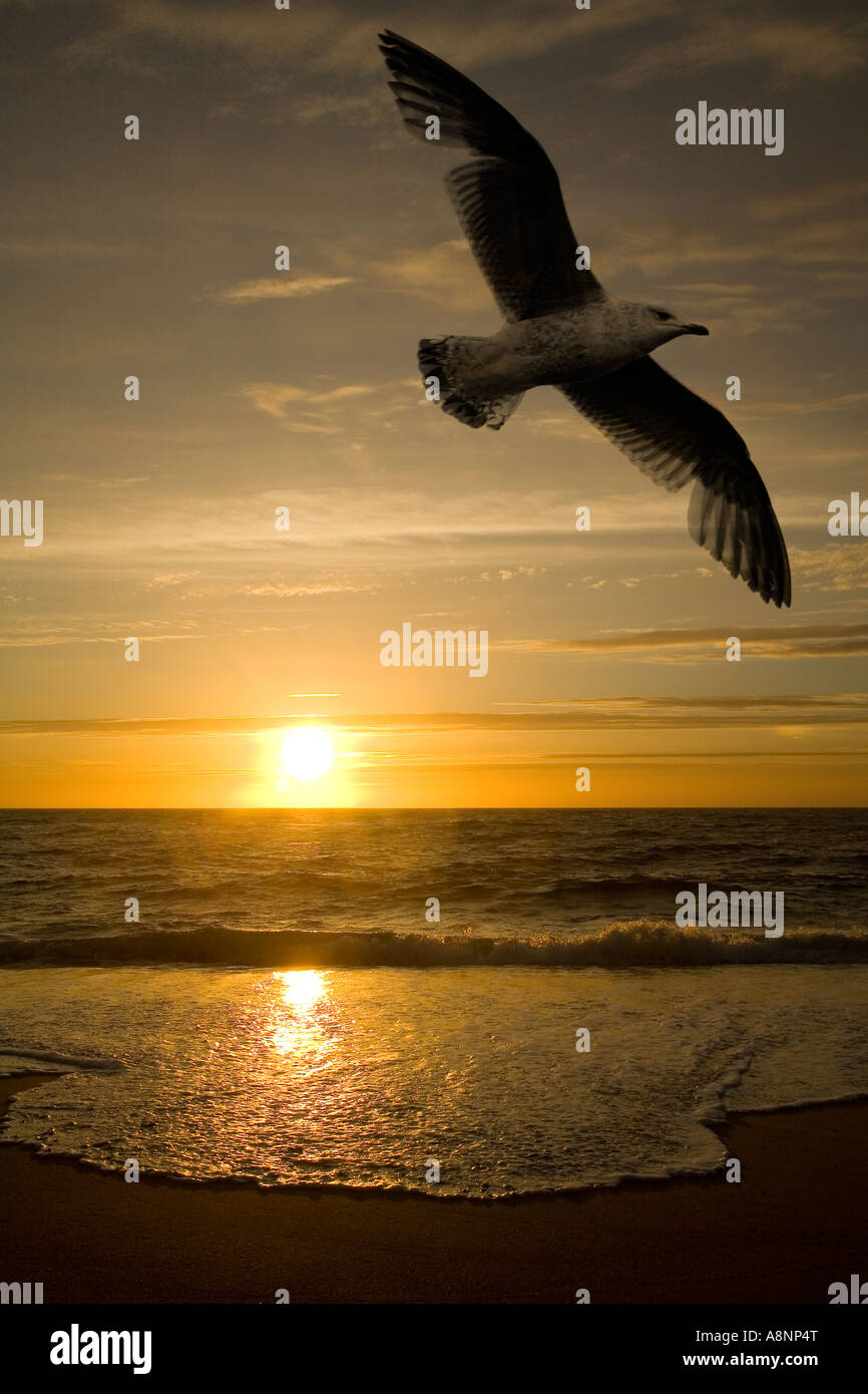 Seagull and sunset Stock Photo - Alamy