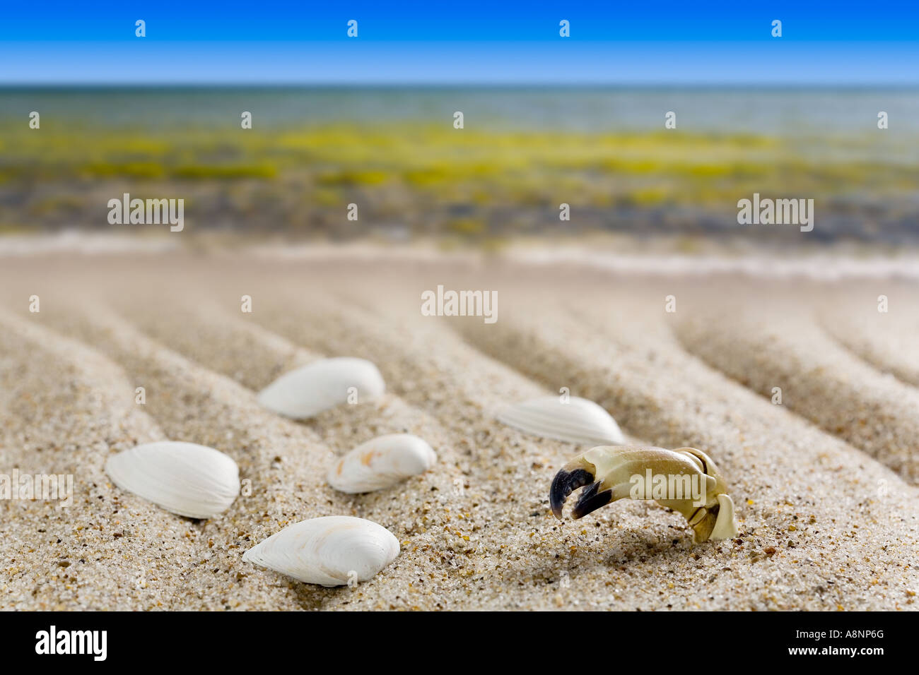 The beach at Amager Strandpark Stock Photo - Alamy