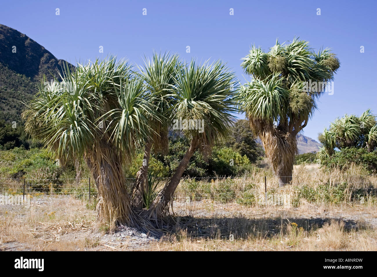 Cabbage trees in flower Cordyline australis by Lake Hawea Wanaka South ...