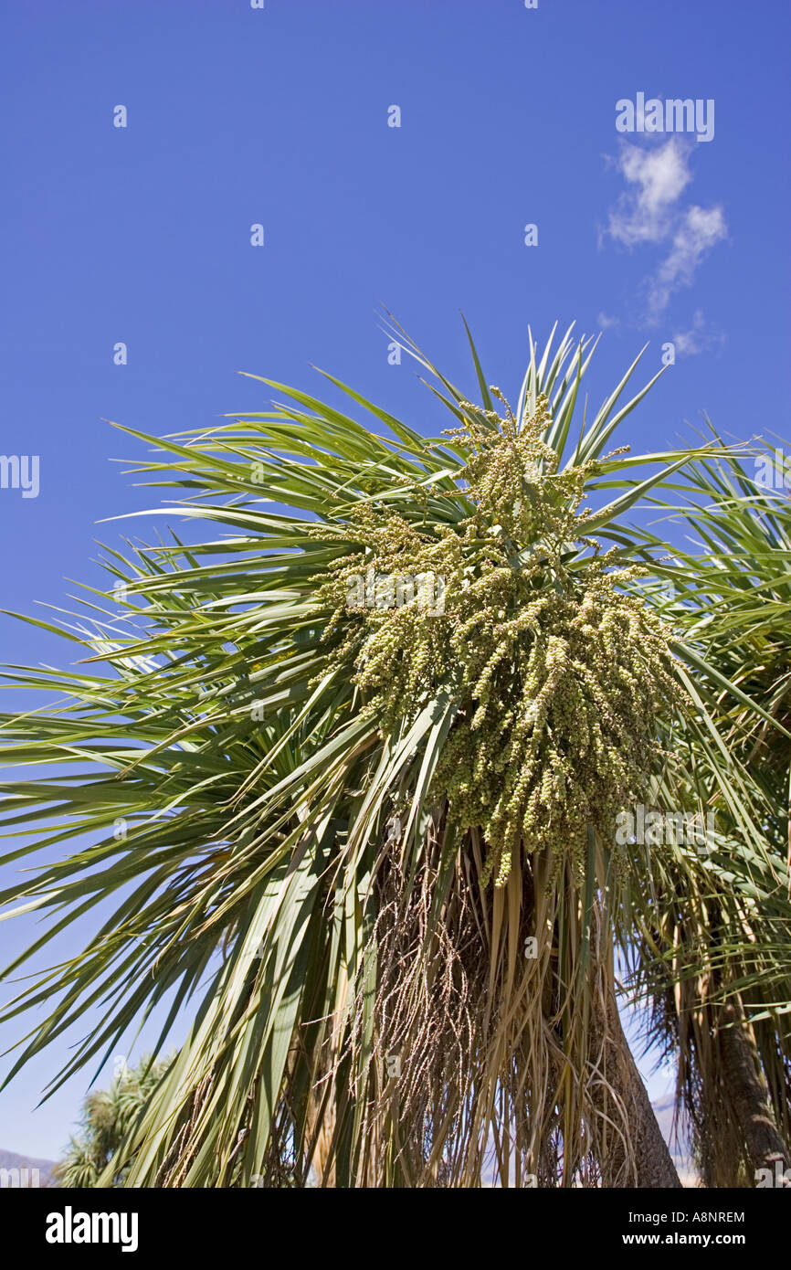 Flowering cordyline australis hi-res stock photography and images - Alamy