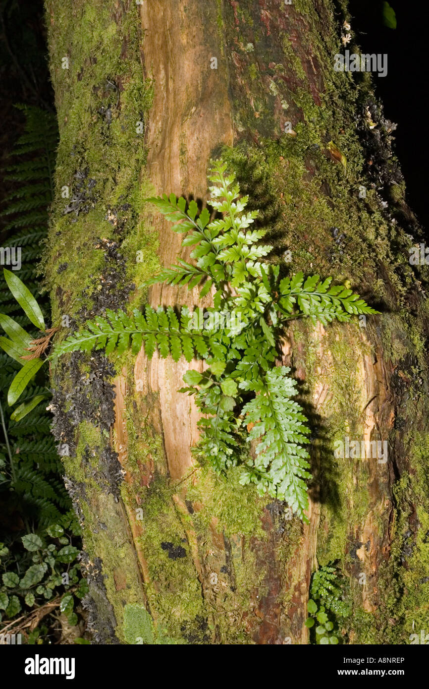 Ferns mosses hi-res stock photography and images - Alamy