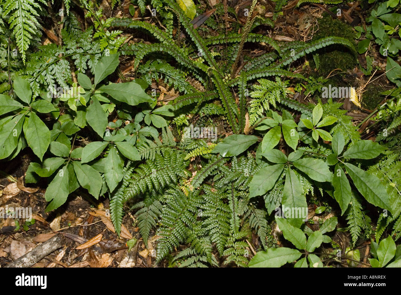 Ferns growing on forest floor hi-res stock photography and images - Alamy