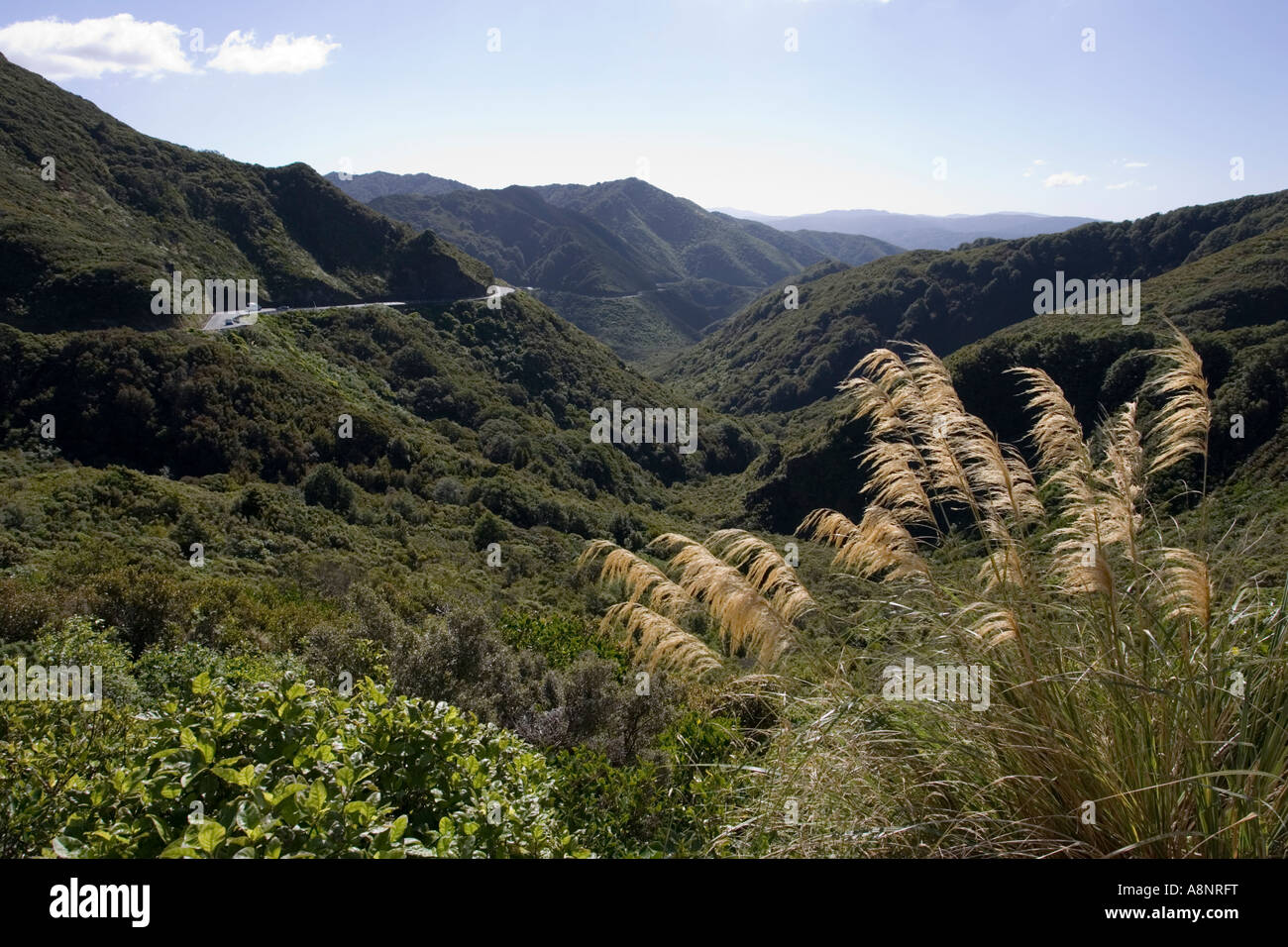 Road passing through native forest near Mount Bruce North Island New ...