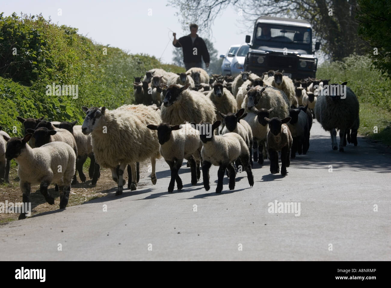 Masham sheep hi-res stock photography and images - Alamy