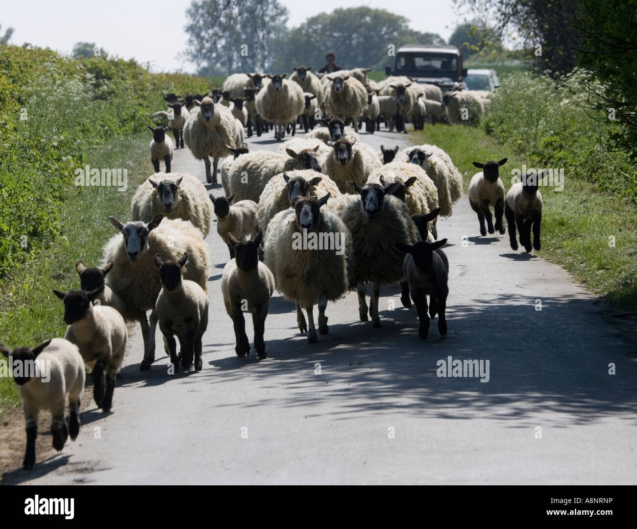 Sheep lane hi-res stock photography and images - Alamy