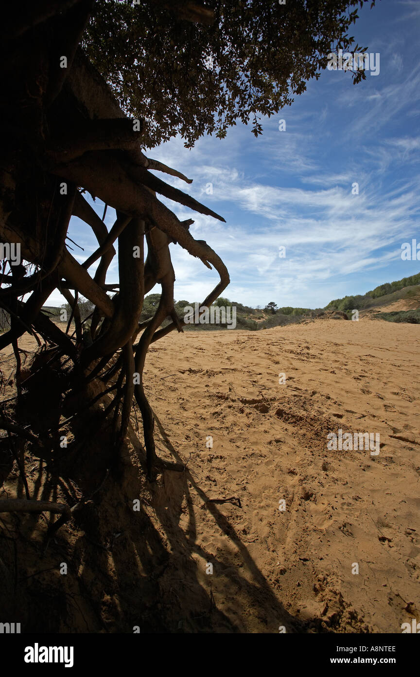 Exposed Tree Roots on the Sand Dunes, Merthyr Mawr, near Bridgend ...