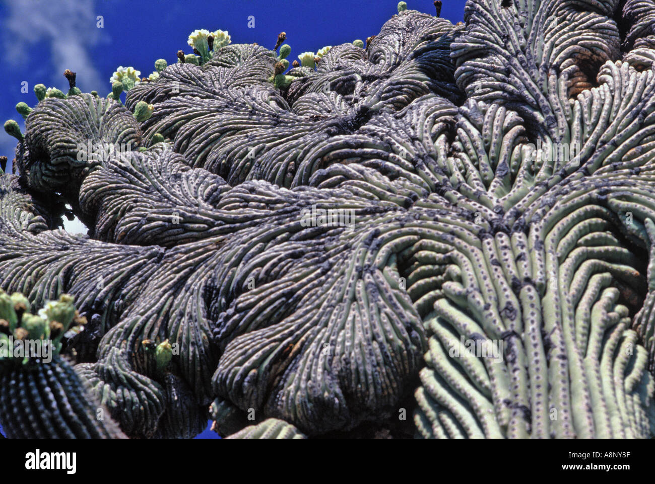 Swirl cactus hi-res stock photography and images - Alamy