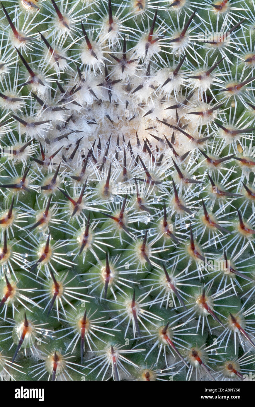 Phyllotaxis hi-res stock photography and images - Alamy
