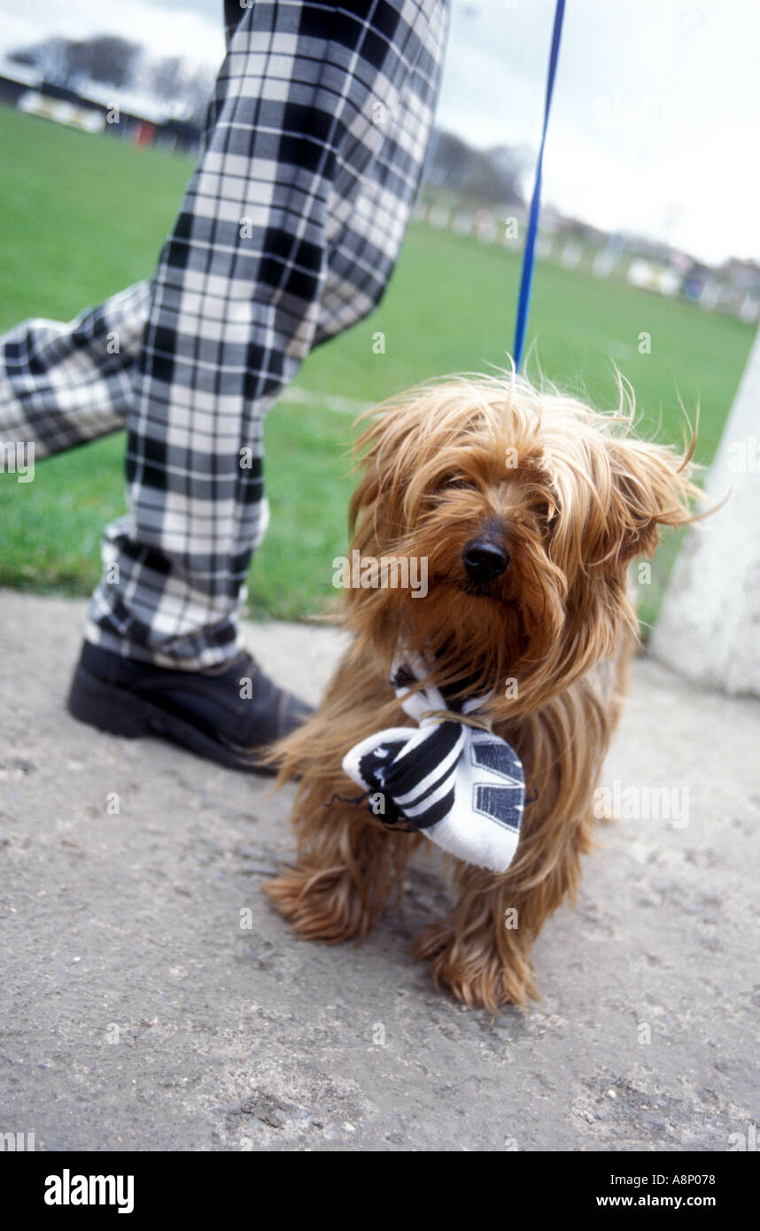 If its not from yorkshire its shite hi-res stock photography and images ...