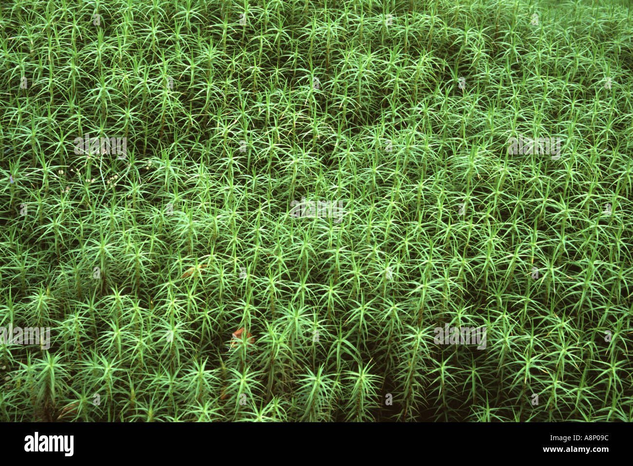 Hair Cap Moss Stock Photo - Alamy