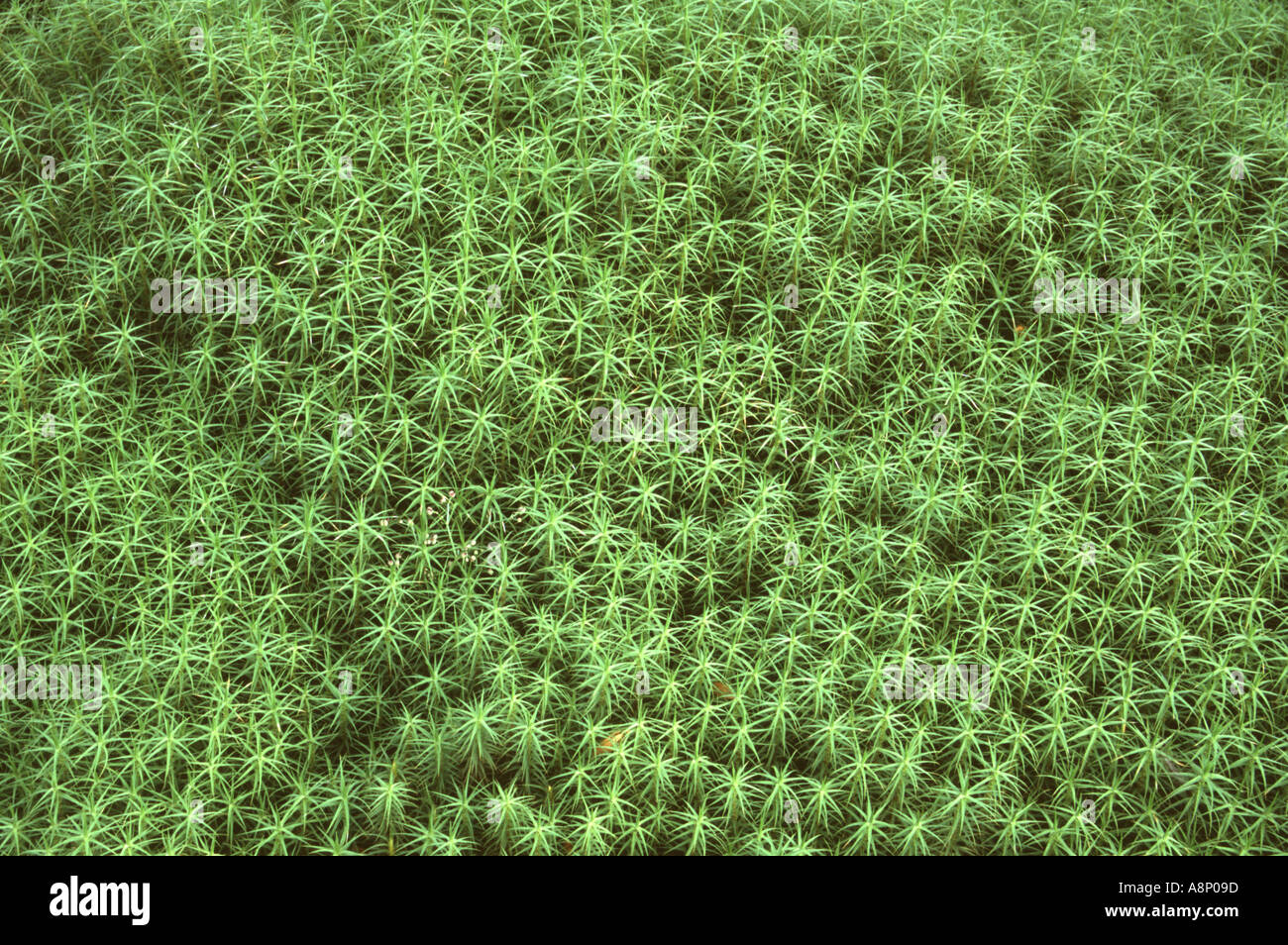 Hair Cap Moss Stock Photo - Alamy