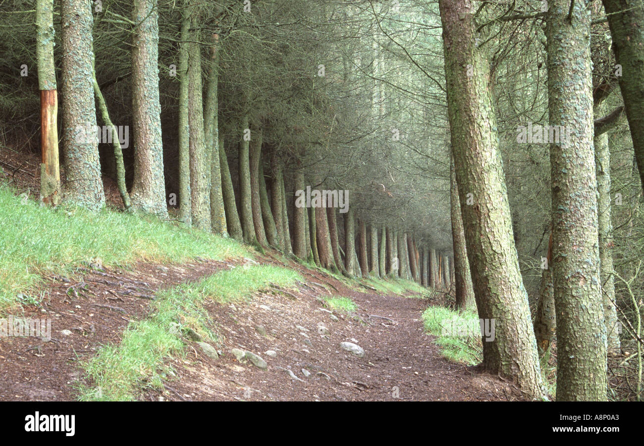 Tree lined track Wales Stock Photo - Alamy