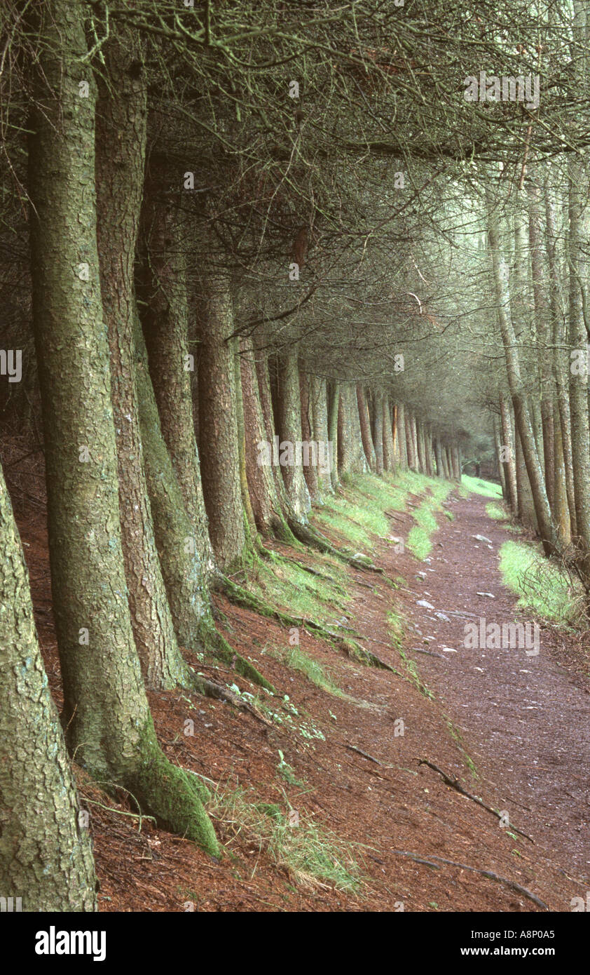 Tree lined track, Wales Stock Photo - Alamy