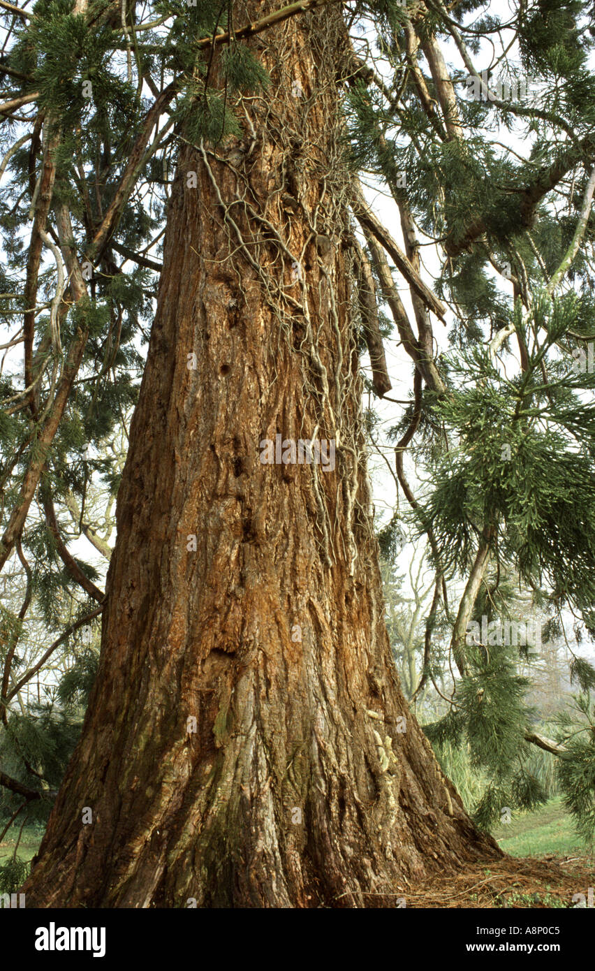 Pine tree, UK Stock Photo - Alamy