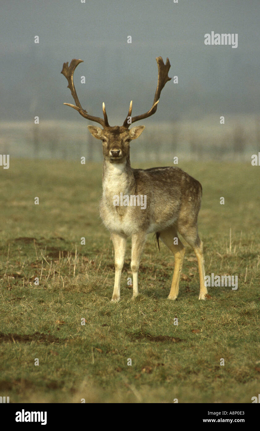 Fallow deer at burghley house hi-res stock photography and images - Alamy