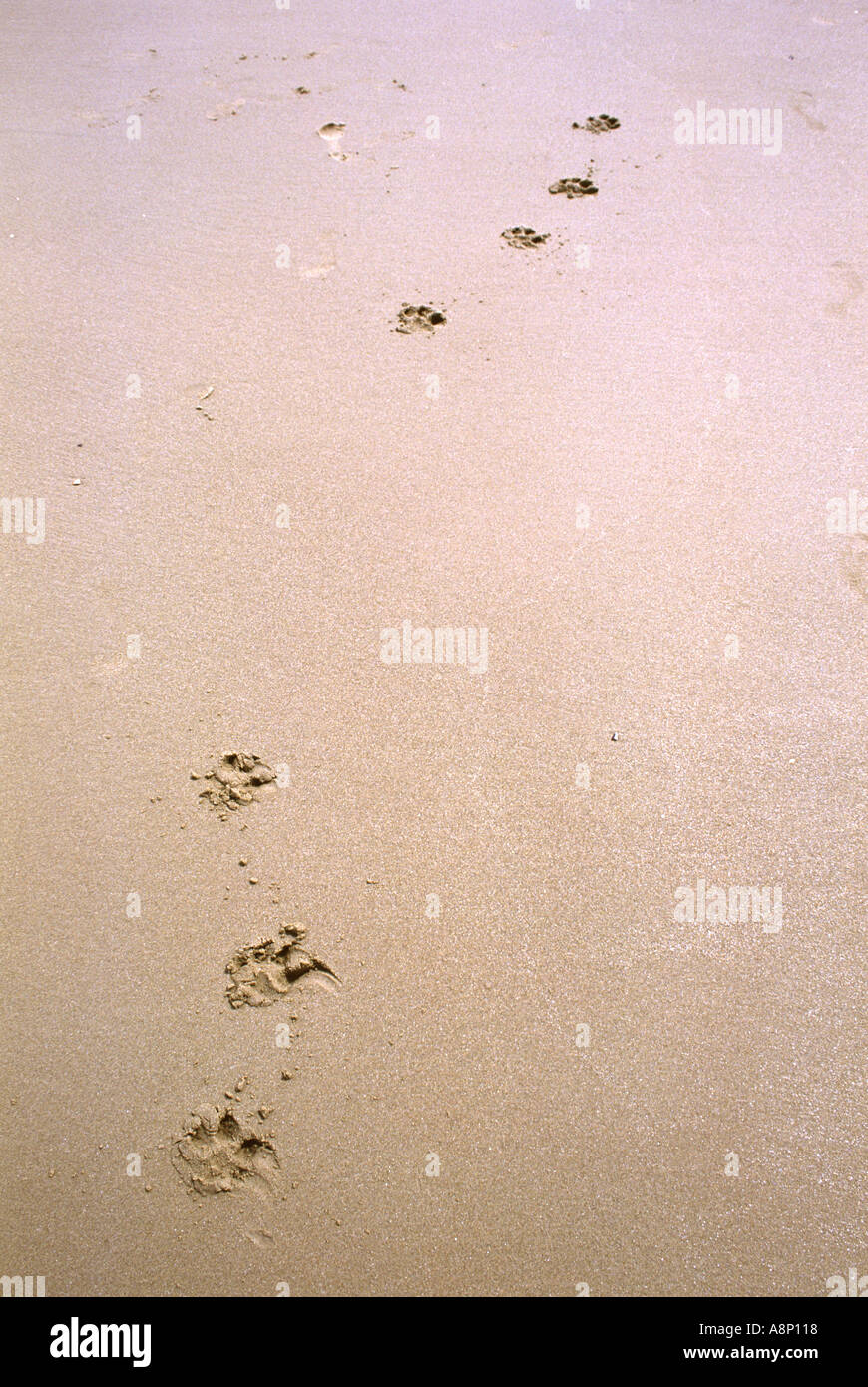 Paw prints in sand Stock Photo - Alamy