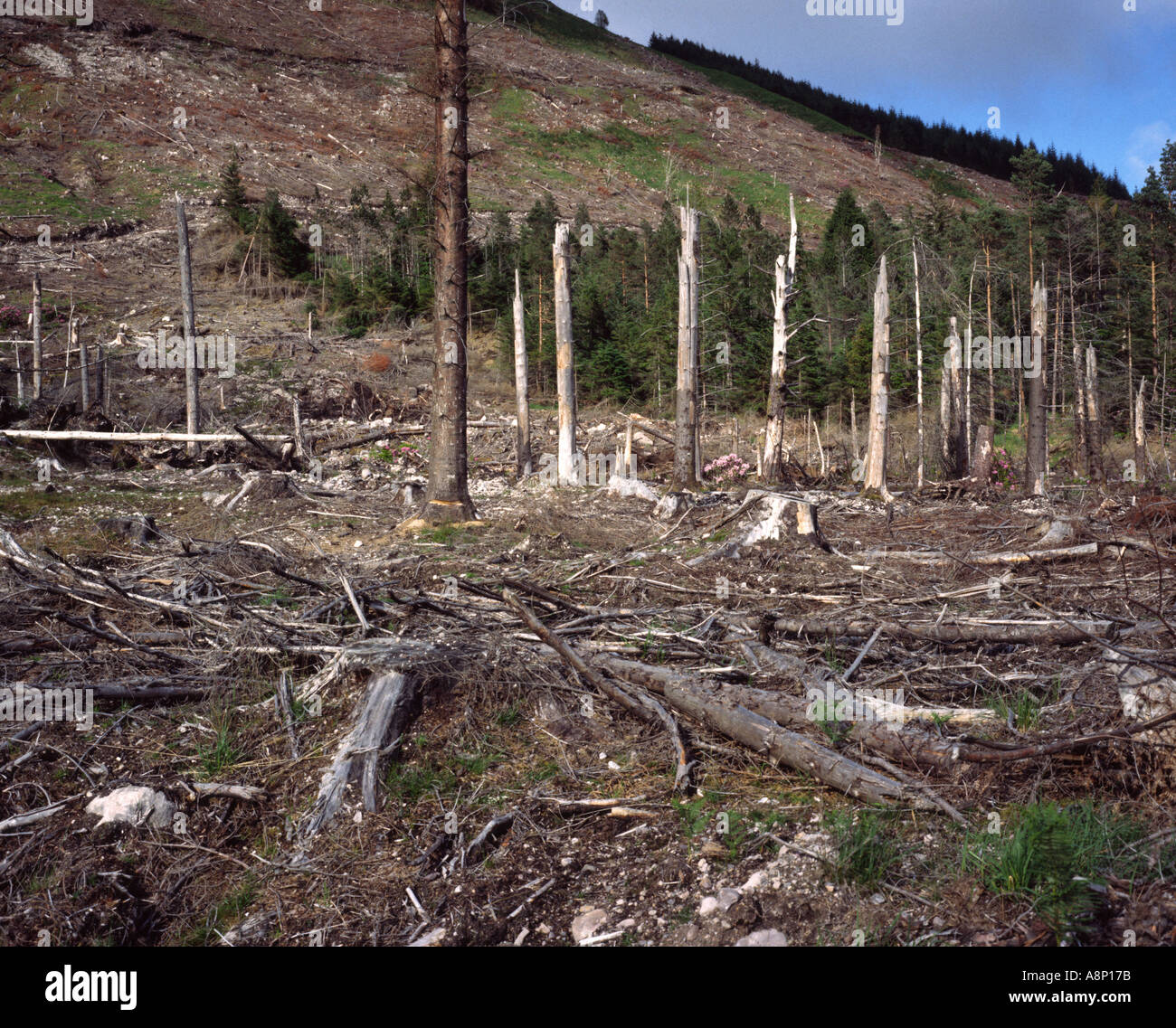 Decimated trees hi-res stock photography and images - Alamy