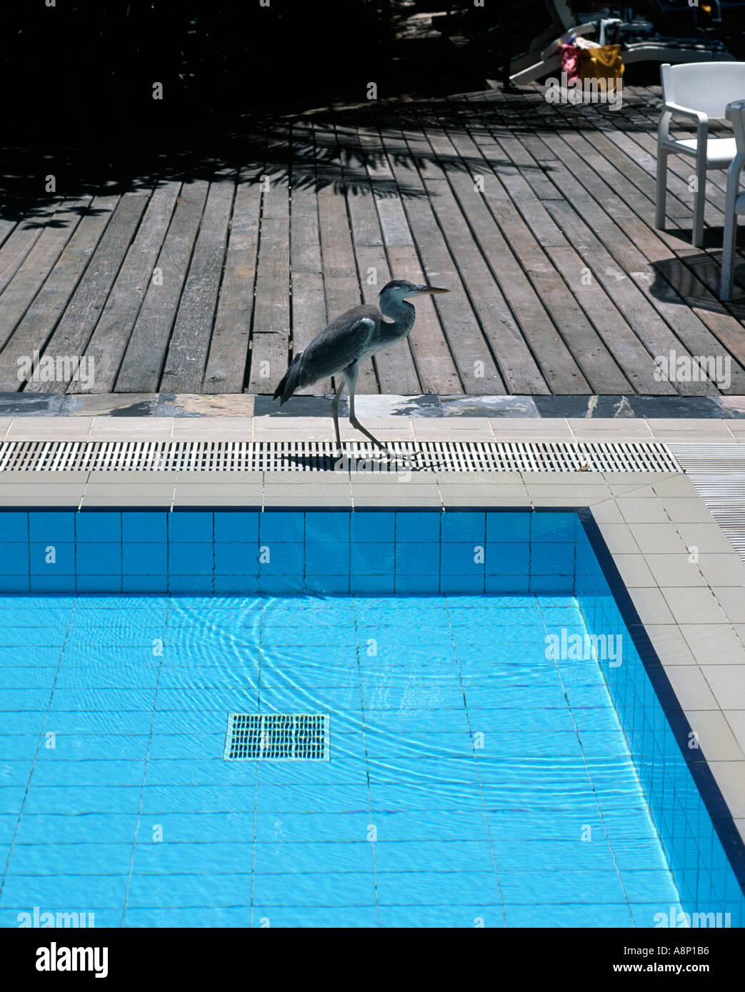 Swimming pool with Heron Stock Photo - Alamy
