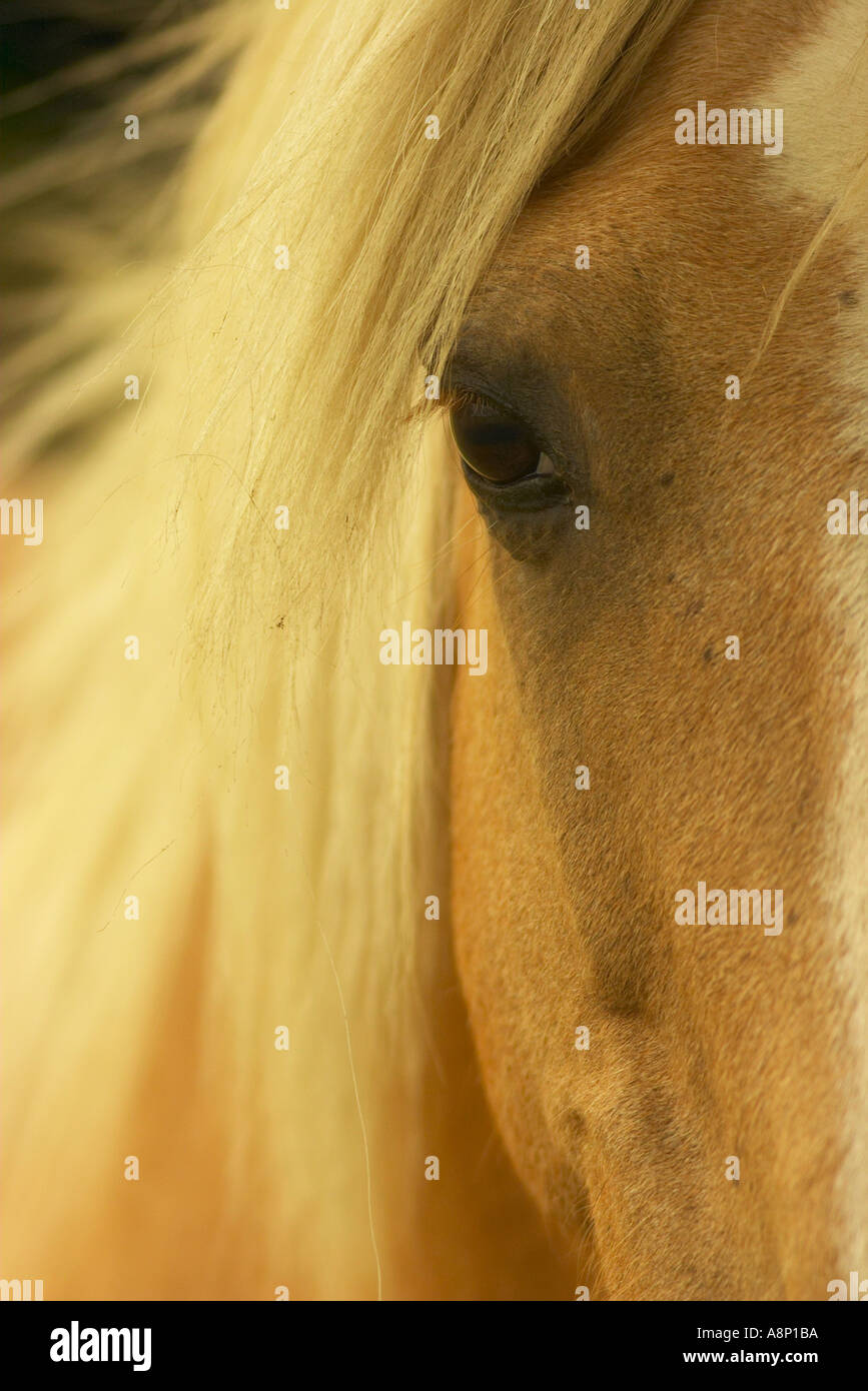 Coloured pony hi-res stock photography and images - Alamy