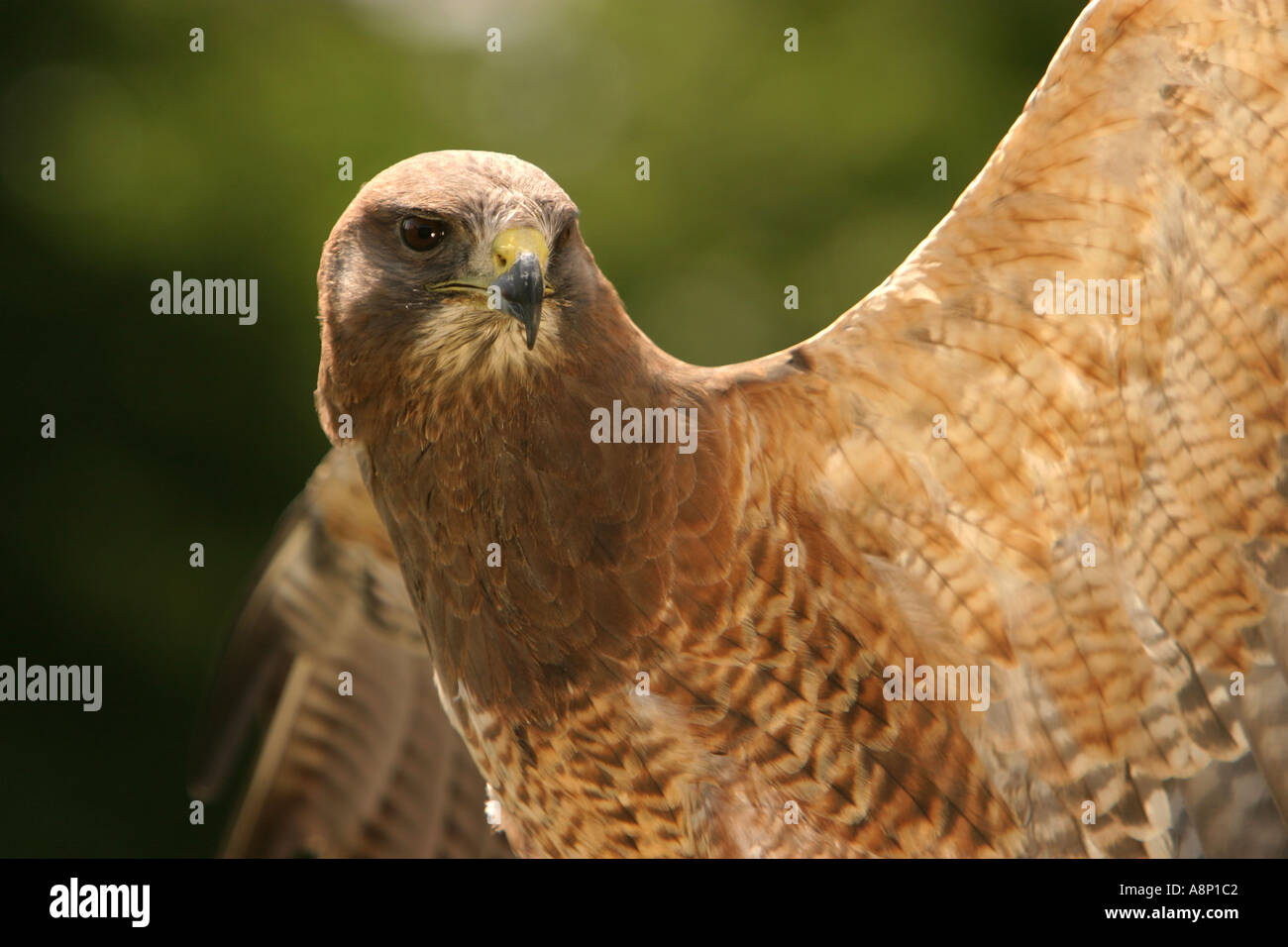 Falcon Spreading Wings Stock Photo - Alamy