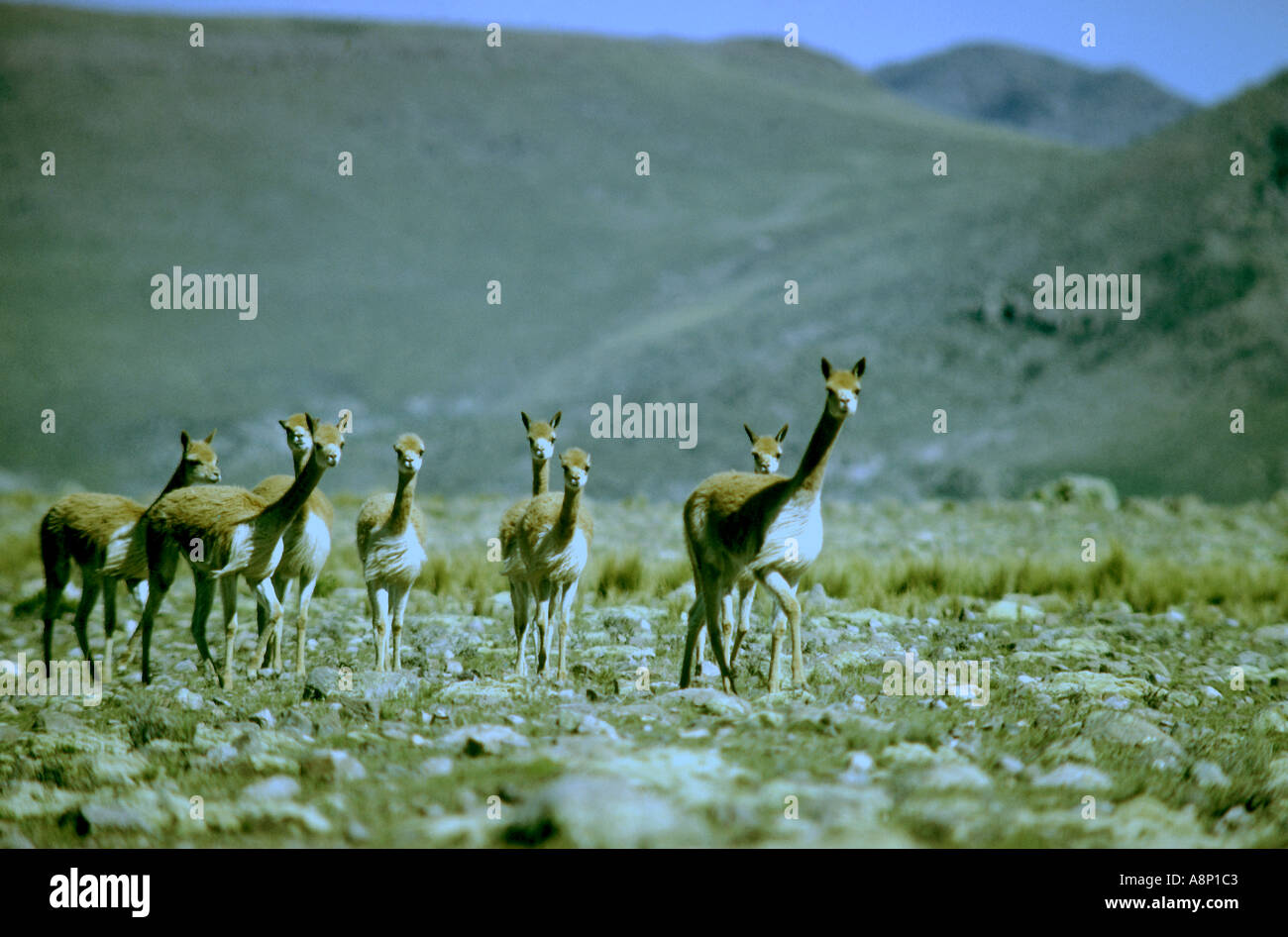 Peruvian national animal wild Vicuna at Pampa Galeras national reserve ...