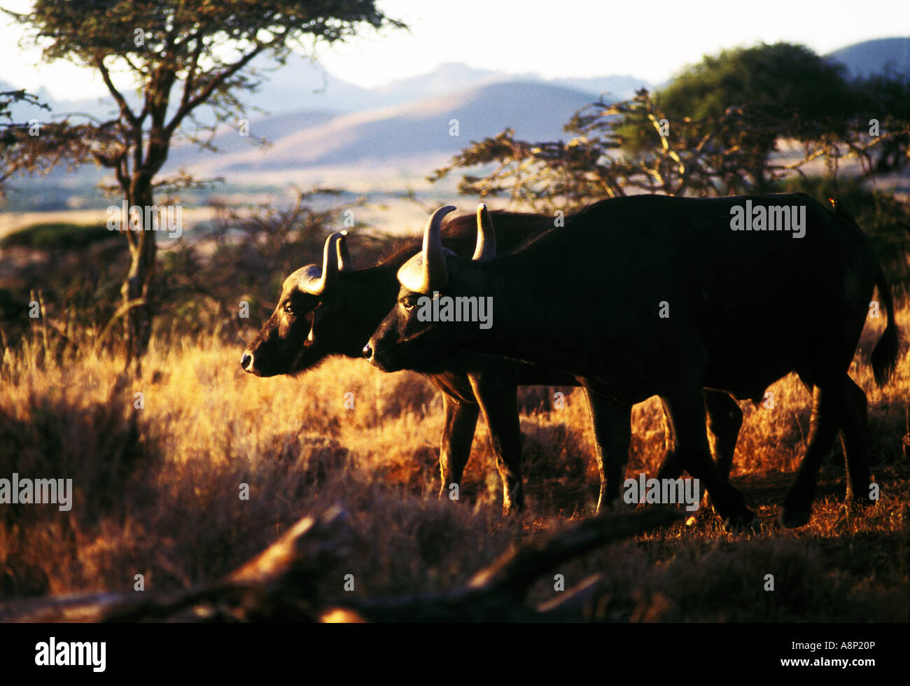 cape buffalo, lewa downs, kenya Stock Photo - Alamy