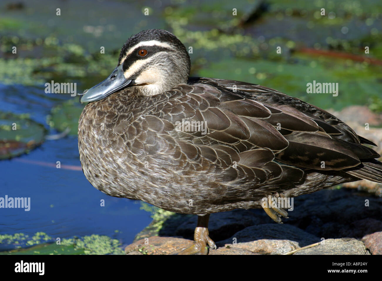 Australian ducks photo hi-res stock photography and images - Alamy
