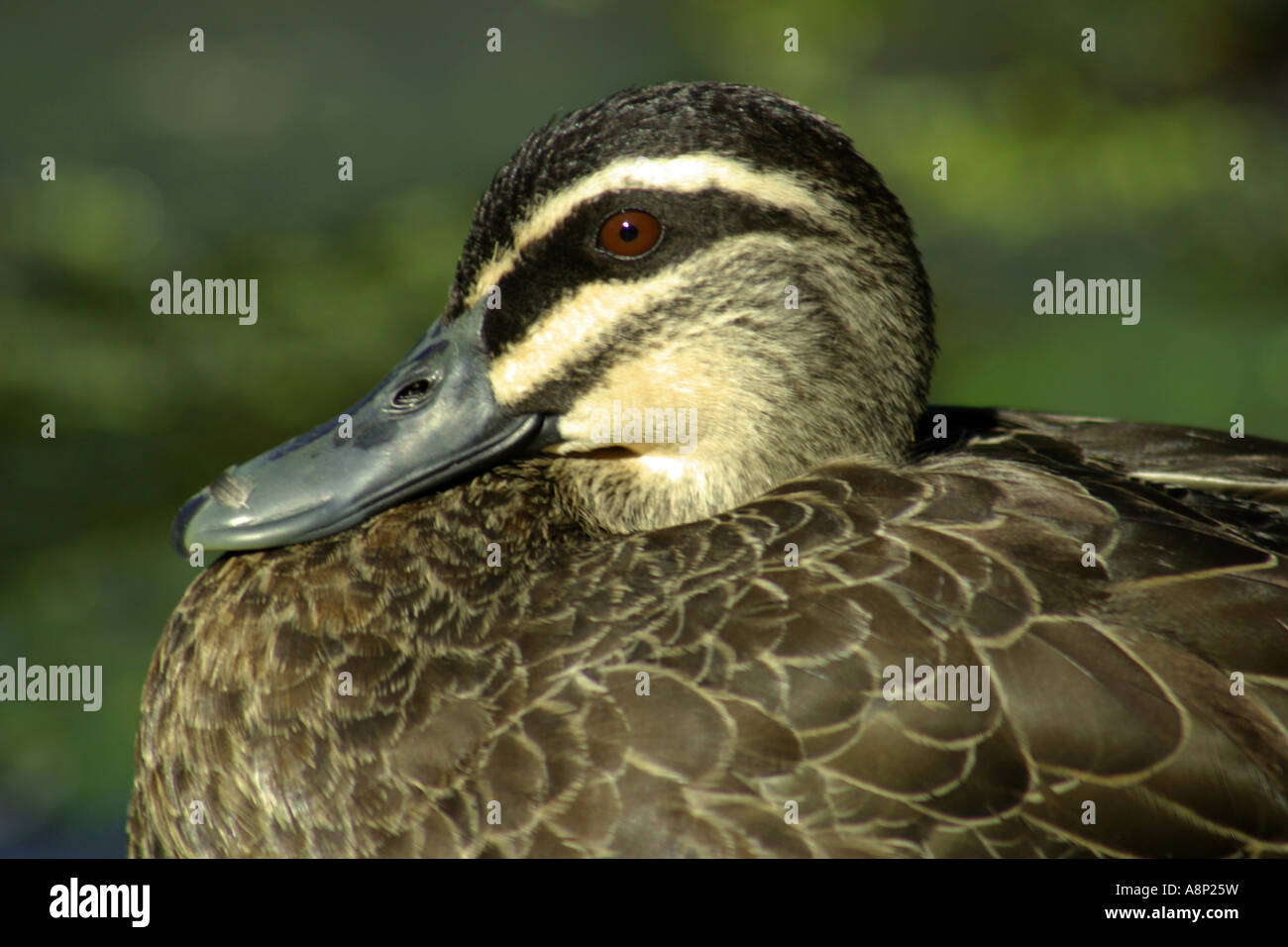 Australian ducks photo hi-res stock photography and images - Alamy