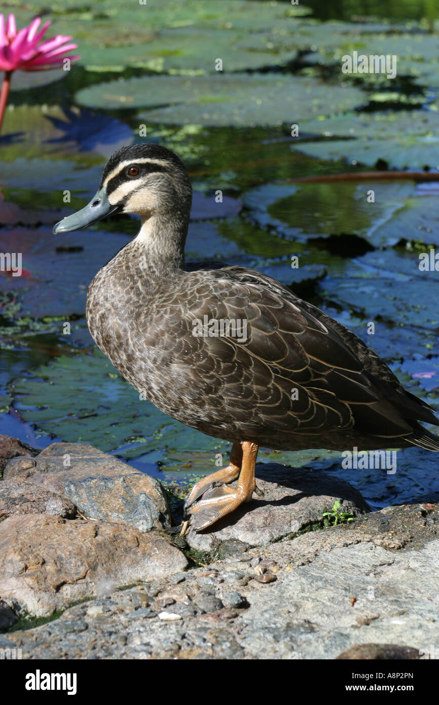 A duck is a waterbird with a broad blunt bill short legs webbed feet ...