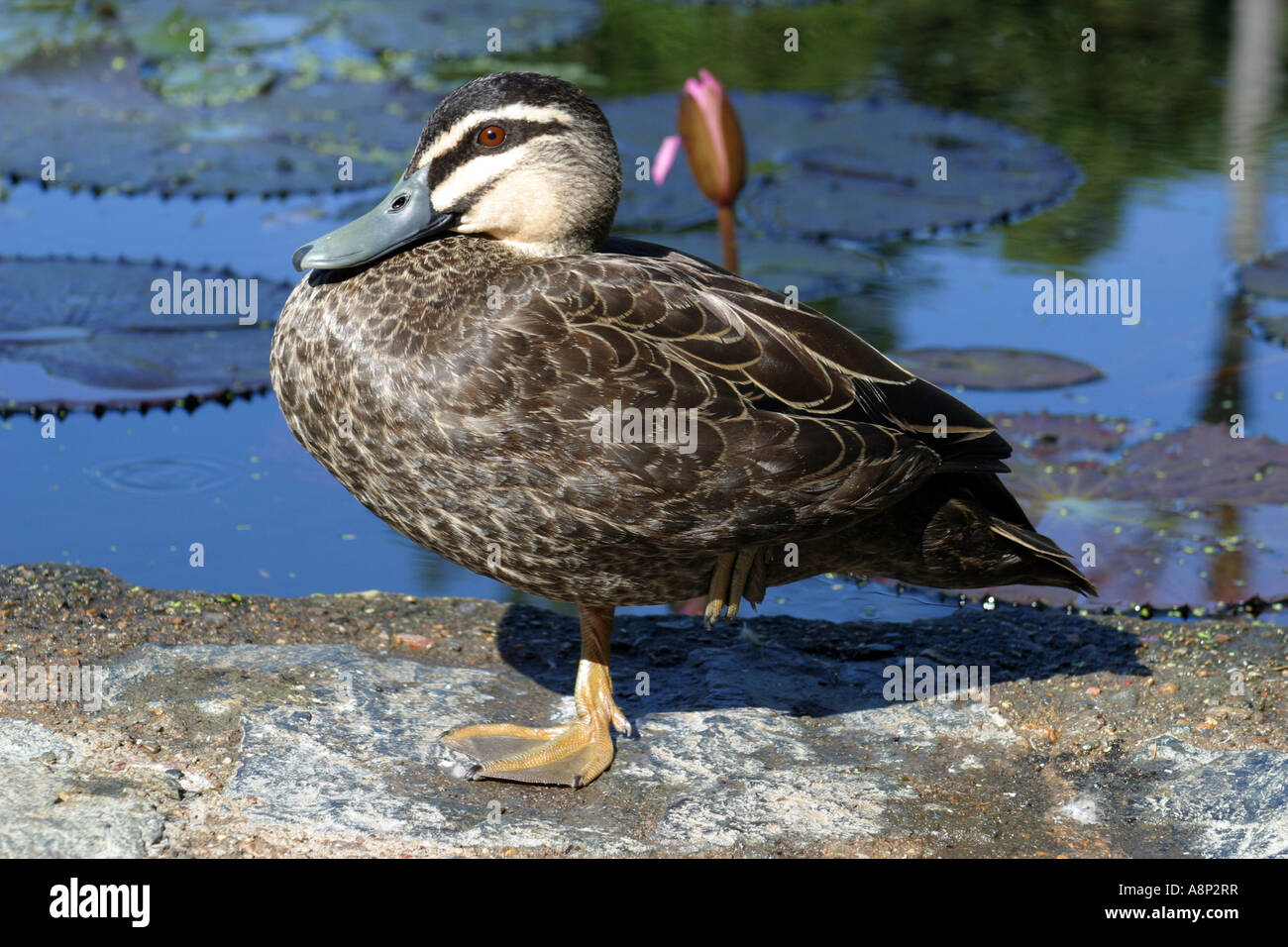 A duck is a waterbird with a broad blunt bill short legs webbed feet ...