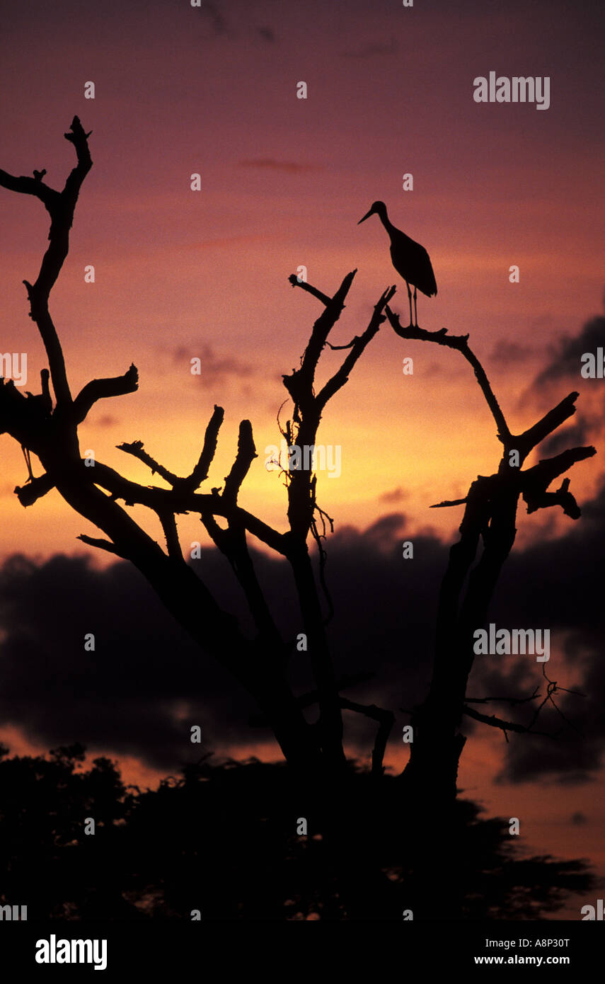 stork in tree, samburu game reserve, kenya Stock Photo - Alamy