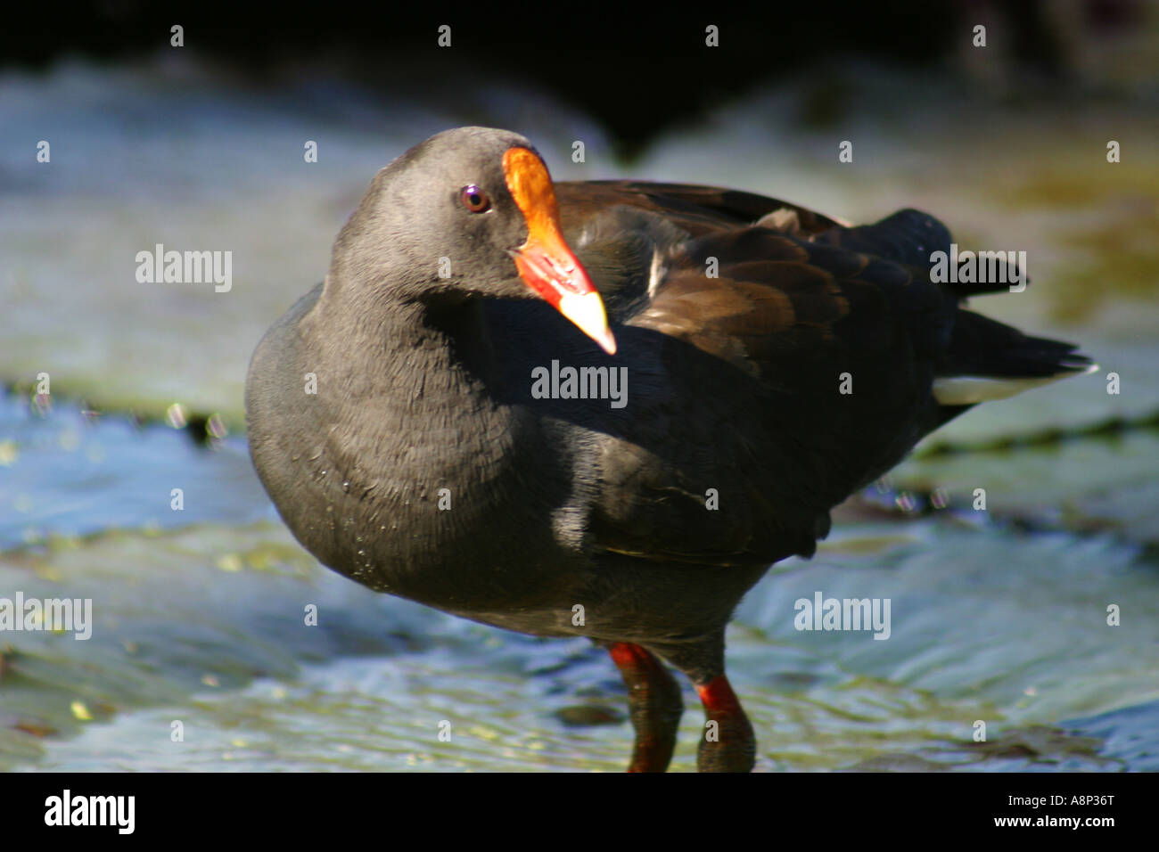 A coot is an aquatic bird of the rail family with blackish plumage ...
