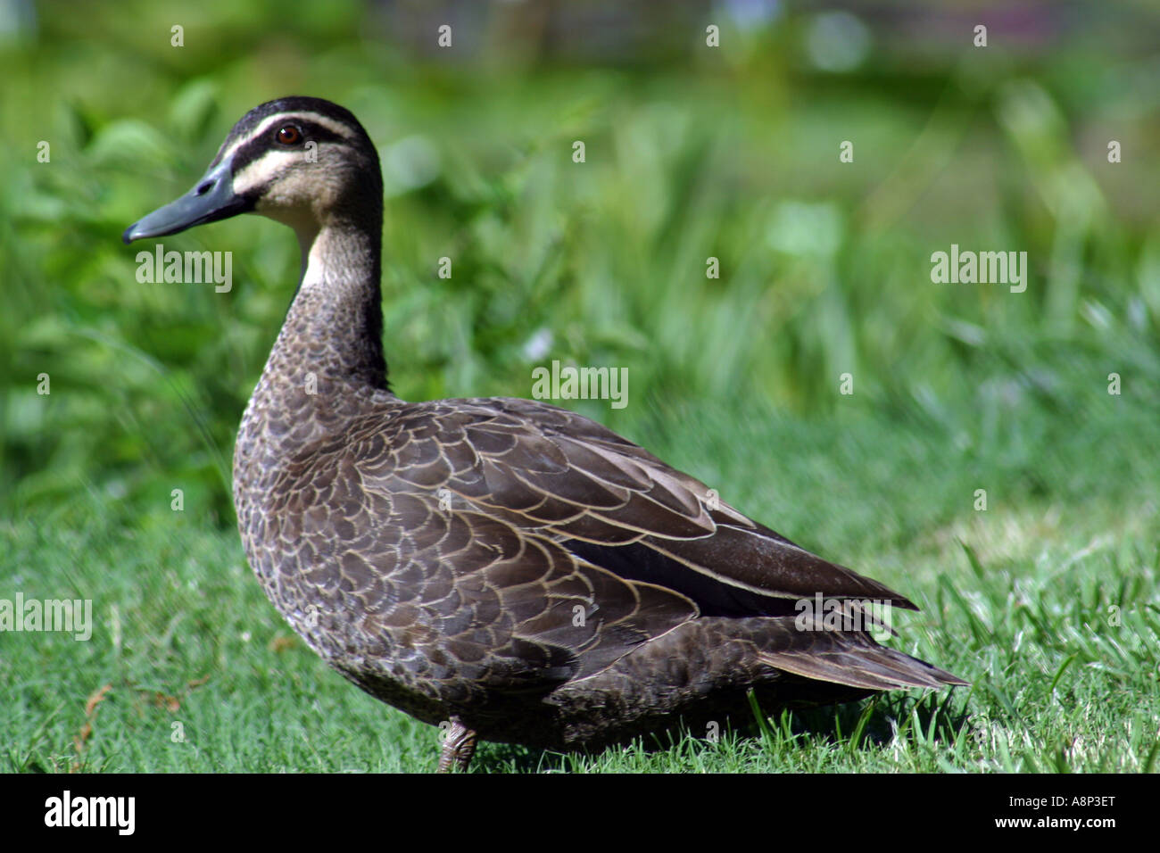 Australian ducks photo hi-res stock photography and images - Alamy
