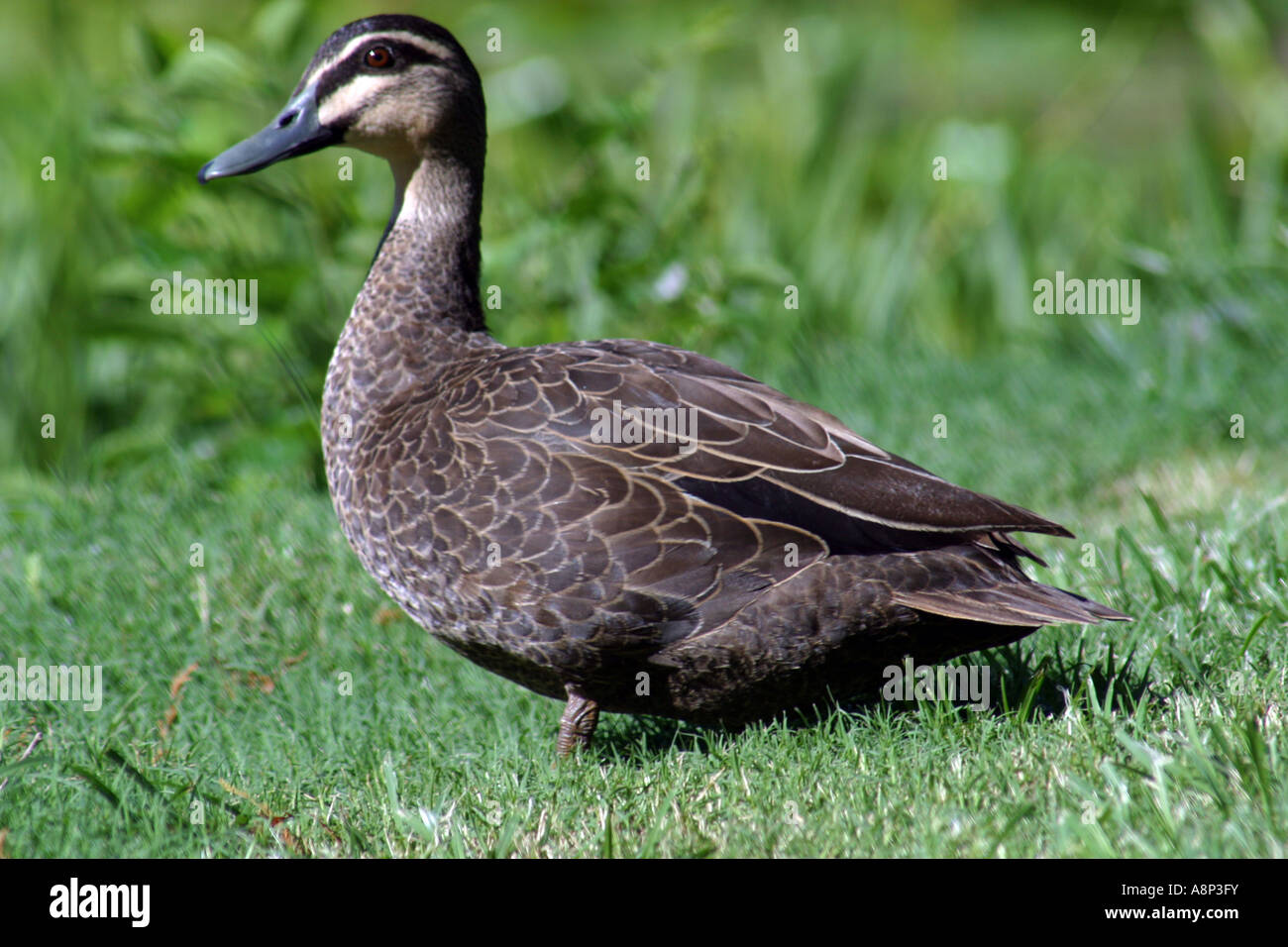 Australian ducks photo hi-res stock photography and images - Alamy
