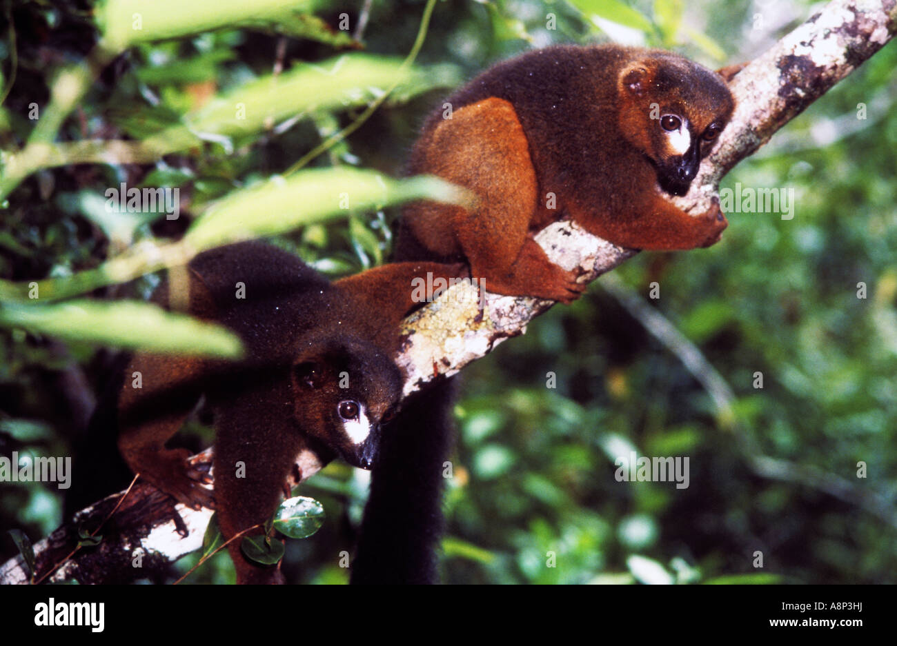 red-bellied lemurs, madagascar Stock Photo - Alamy