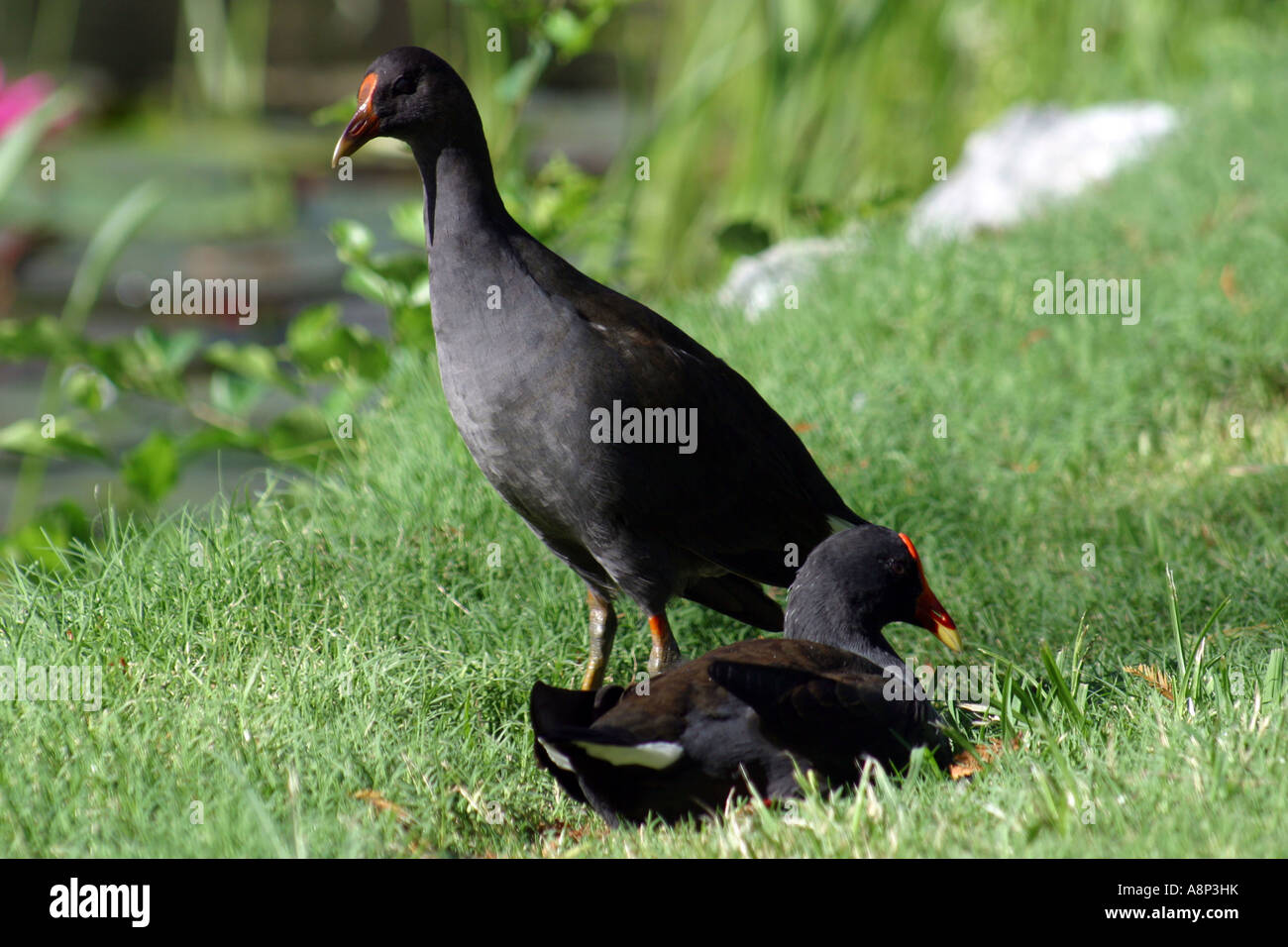 A coot aquatic bird Stock Photo - Alamy