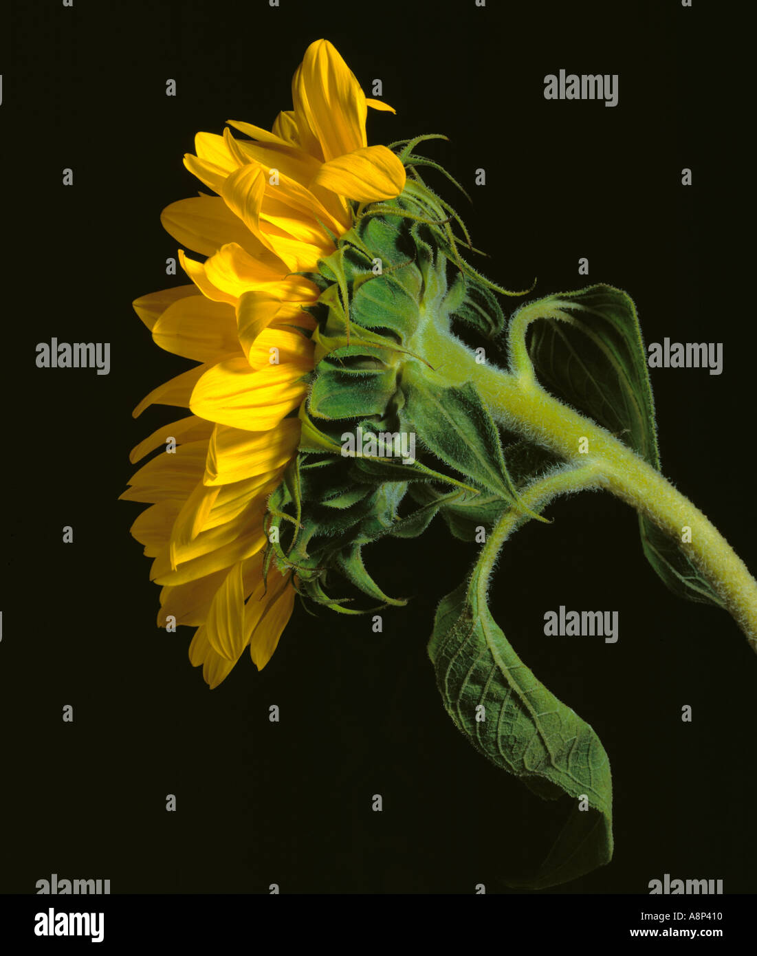 Side View Sunflower Giant Leaves