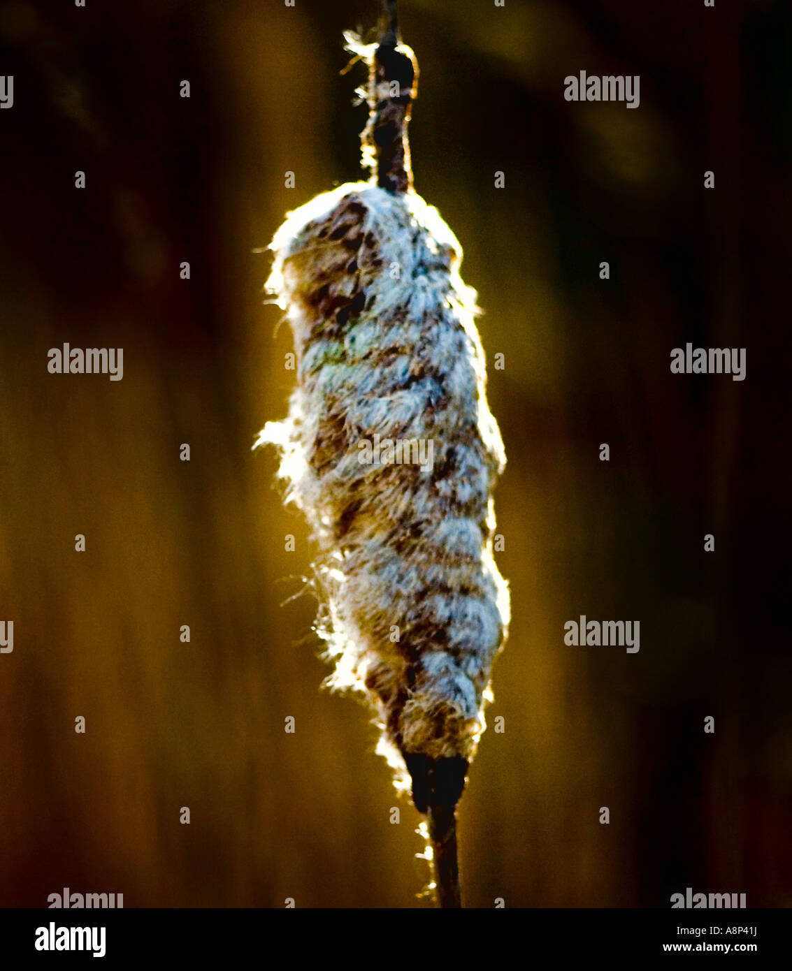 Bullrush Flower High Resolution Stock Photography and Images - Alamy