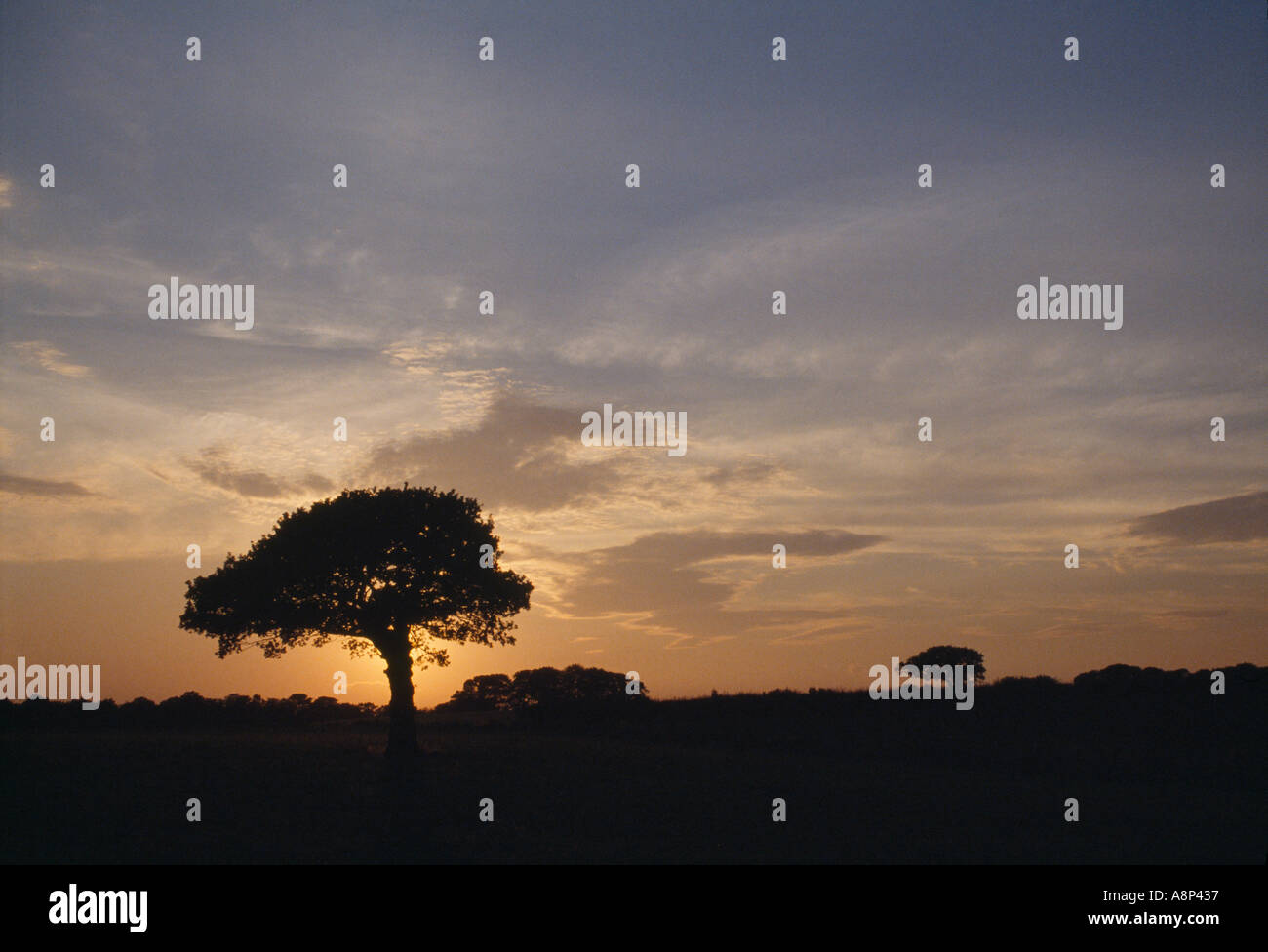 Silhouetted Tree at Sunset Stock Photo - Alamy