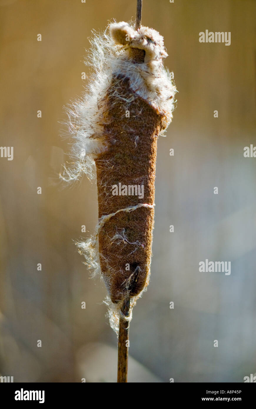 Bullrush Flower High Resolution Stock Photography and Images - Alamy