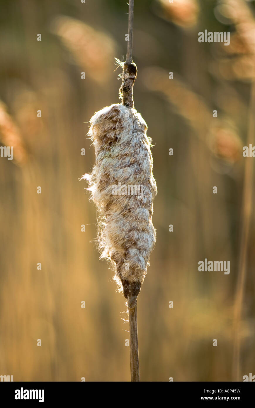 Bullrush flower hi-res stock photography and images - Alamy