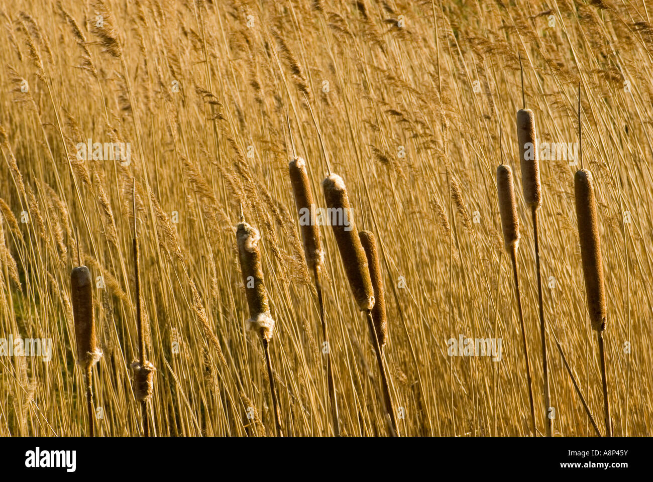 Bullrush and Grass Stock Photo - Alamy