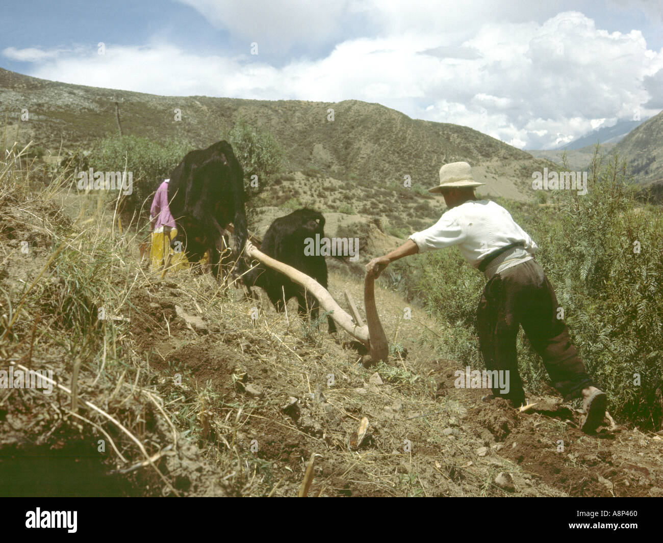 Farmer in the andean countryside of Peru using a traditional wooden ...