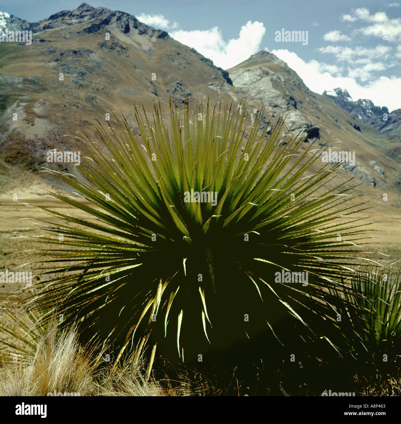 Peru Andes Puya Raimondi plant growing in the Mount Huascaran National ...