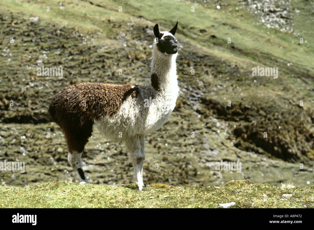 Peruvian llama hi-res stock photography and images - Alamy
