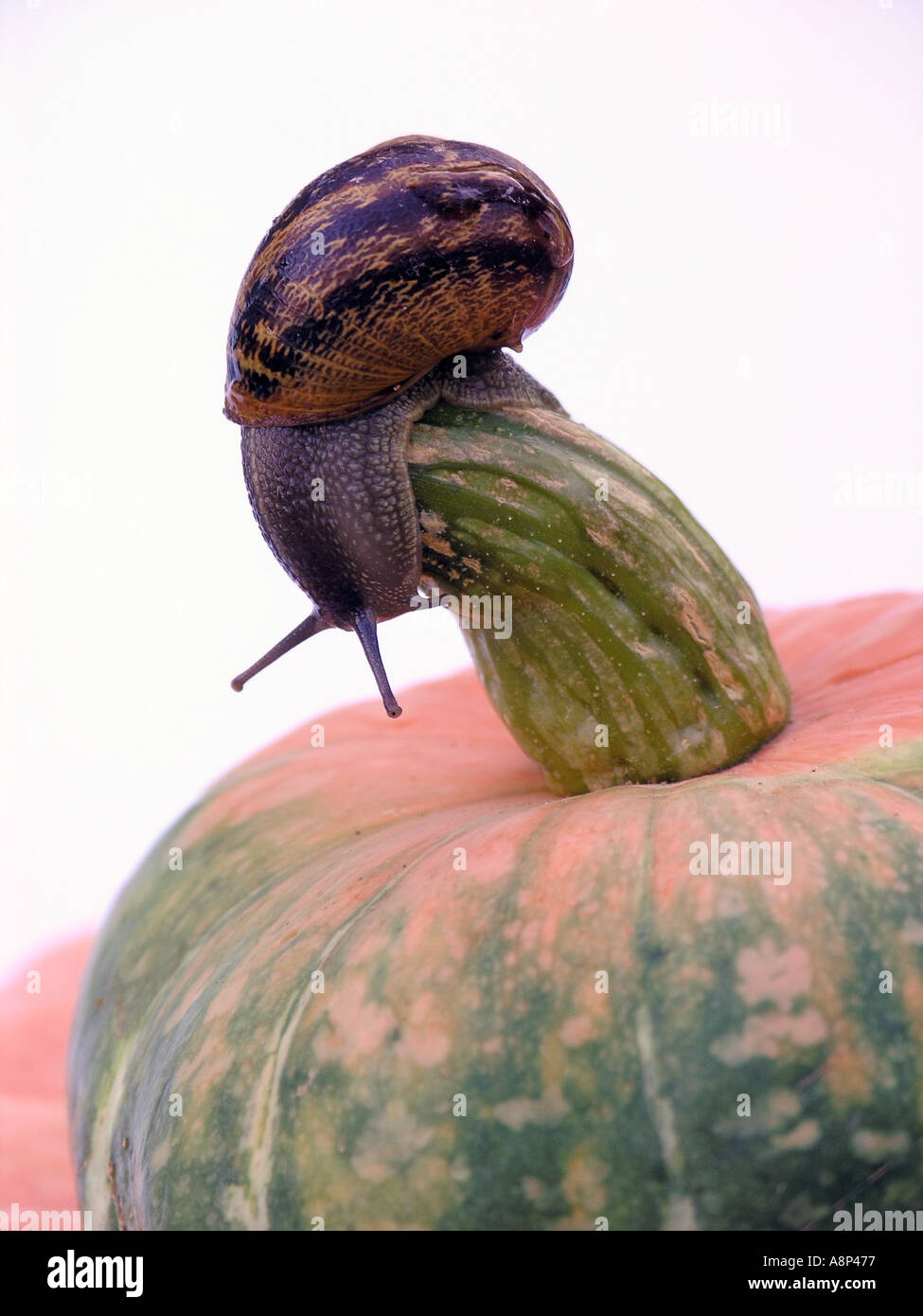 Snail detail Cut Out Stock Images & Pictures - Alamy