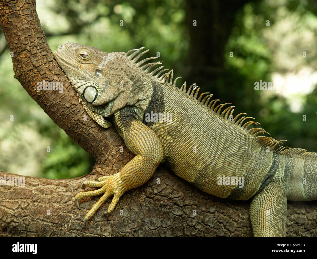 beautiful green iguana relaxing on a tree branch sitting on a log Stock ...